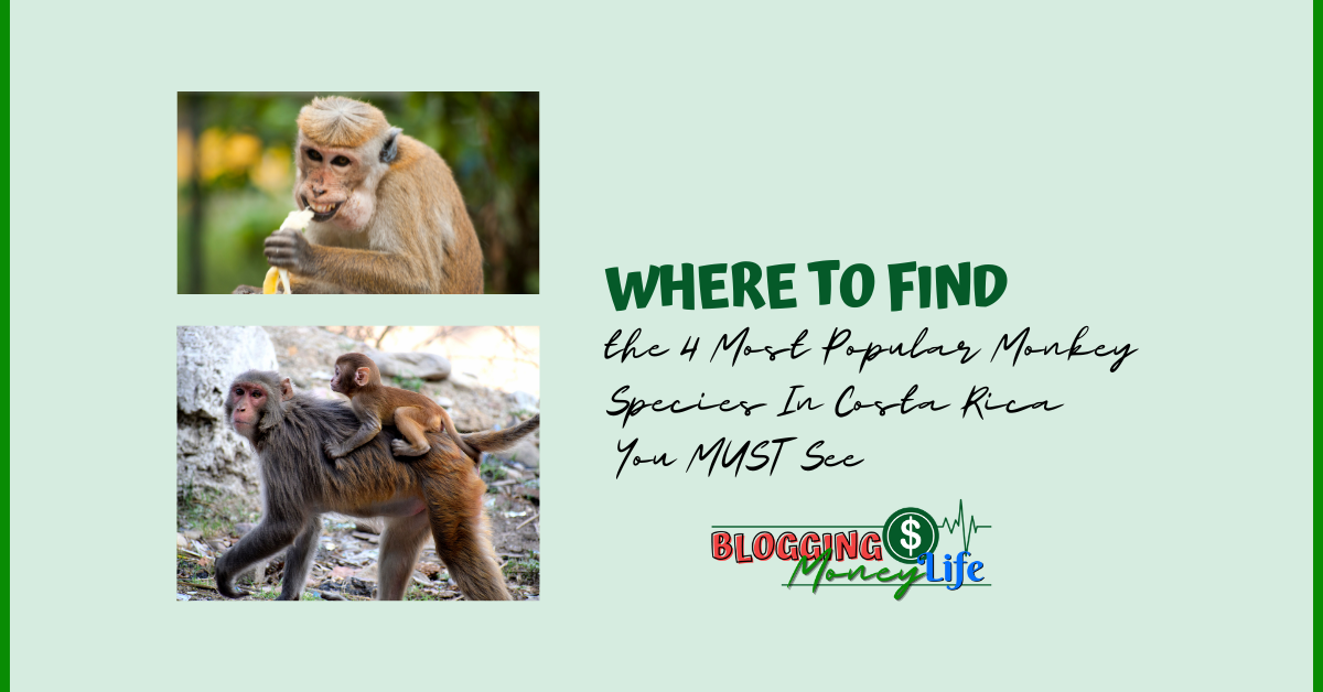 Where To Find The 4 Most Popular Monkey Species In Costa Rica
