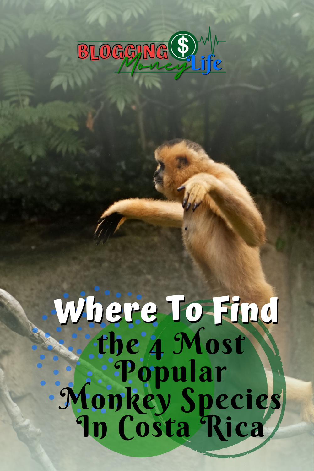 Where To Find The 4 Most Popular Monkey Species In Costa Rica